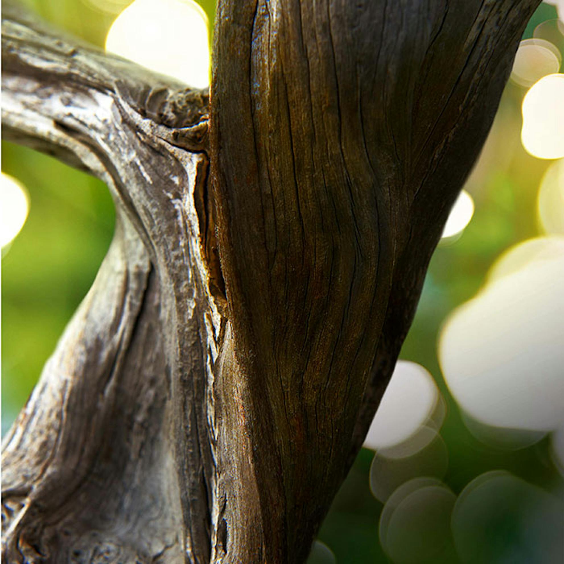 Wood Essence Eau De Parfum 60ml | The Fragrance Shop